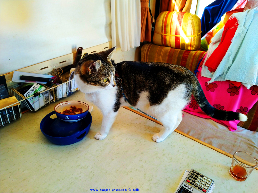 …Einkaufs-Marathon! | Camper News